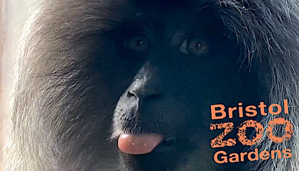 Bristol Zoo Closure Imminent as Animals Set For ReLocation