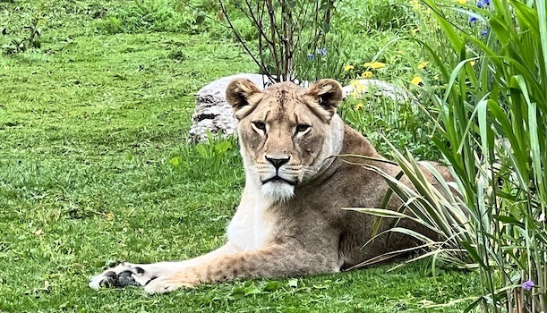 Inside Blackpool Zoo's Big Cat Enclosure NEW For 2023
